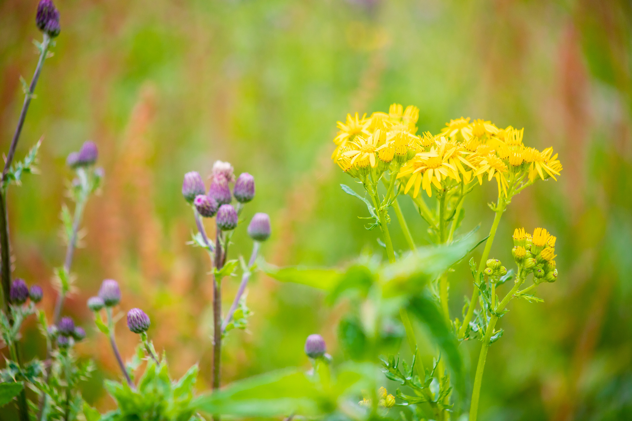 Area Guides | Gloucestershire | Peter Ball & Co